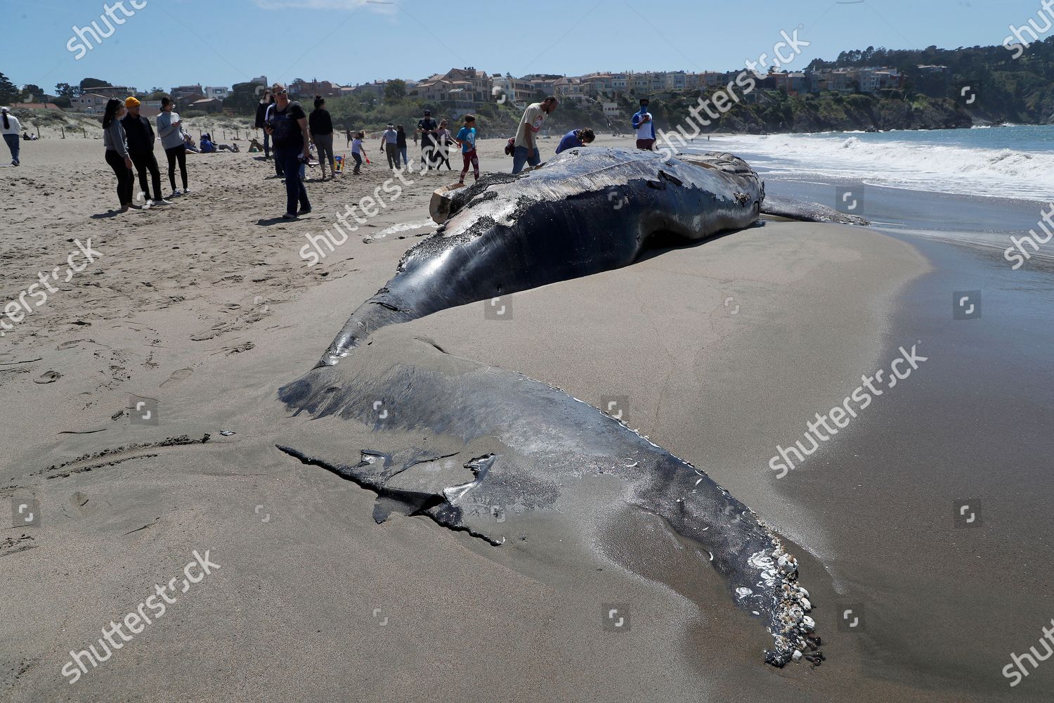Beachgoers Get Close Look 37footlong Dead Editorial Stock Photo - Stock ...