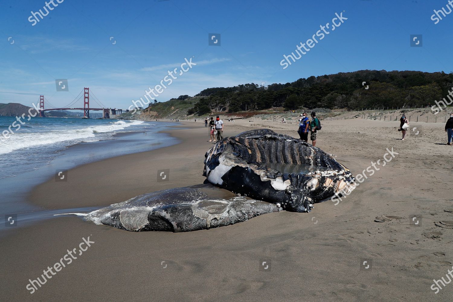 Beachgoers Get Close Look 37footlong Dead Editorial Stock Photo - Stock ...