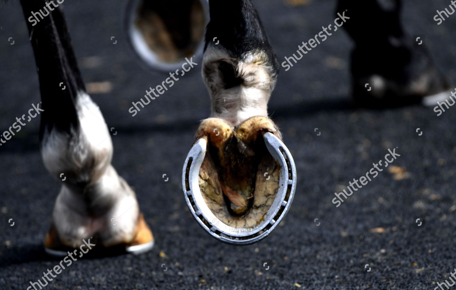 Close Horses Hooves During Derby Day Editorial Stock Photo - Stock ...