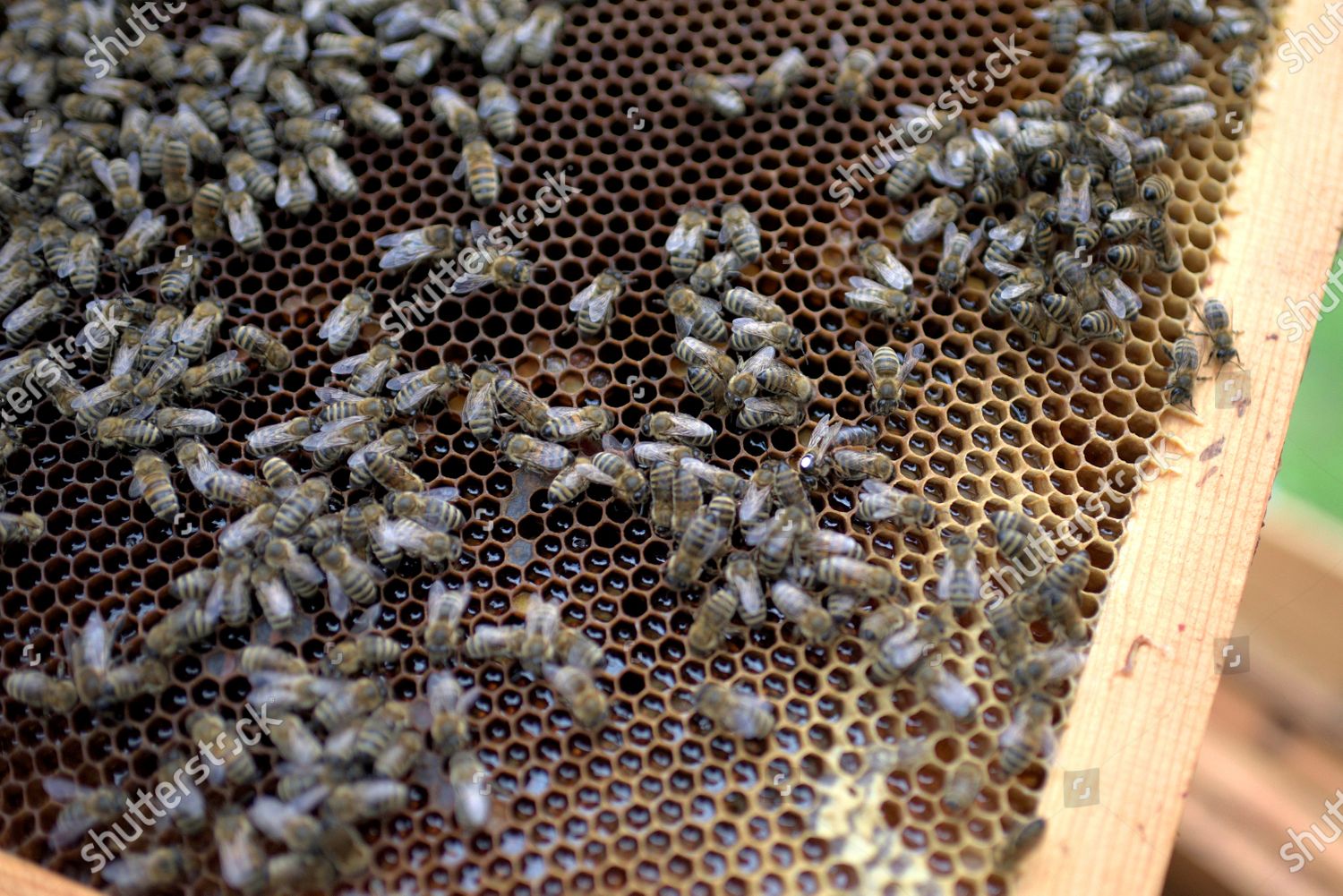 Honey Bee Frame Pictured Honey Blues Editorial Stock Photo - Stock ...