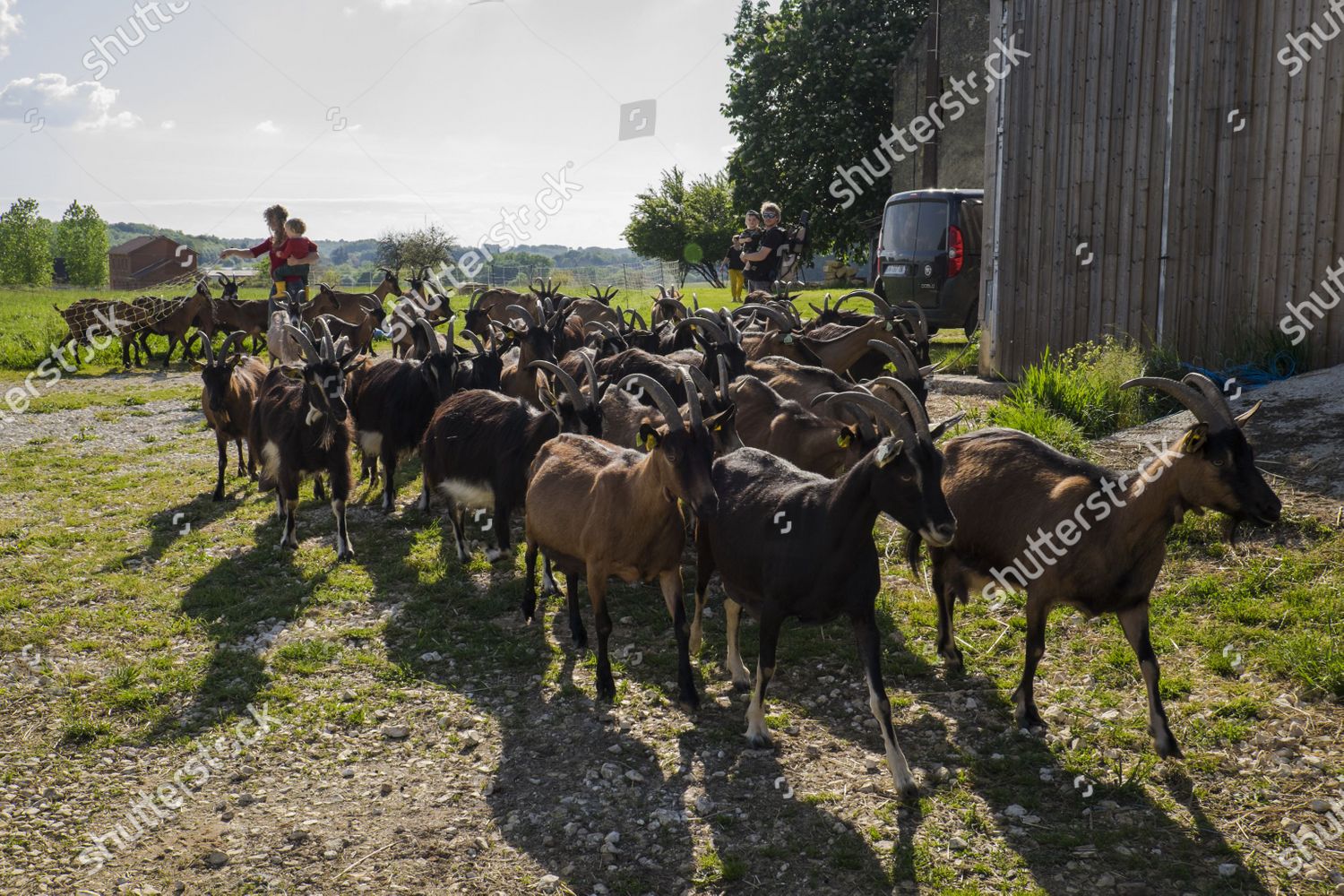 Organic Goat Farm That Produces Dairy Editorial Stock Photo - Stock ...