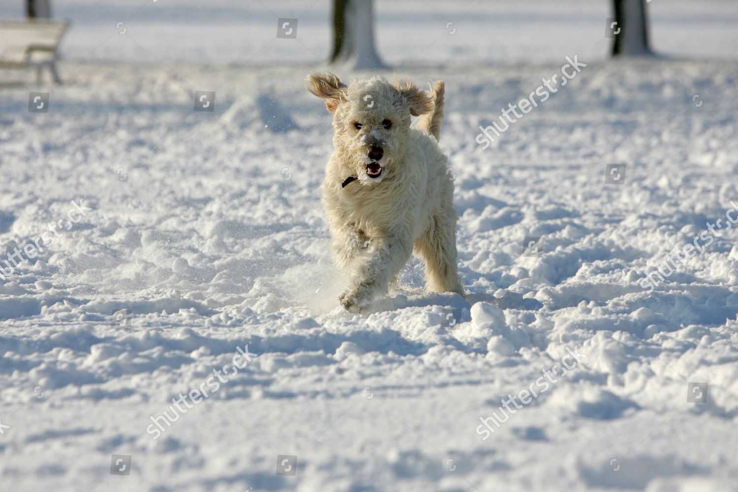 One Yearold Goldendoodle Ruby Enjoys Snow Editorial Stock Photo - Stock ...
