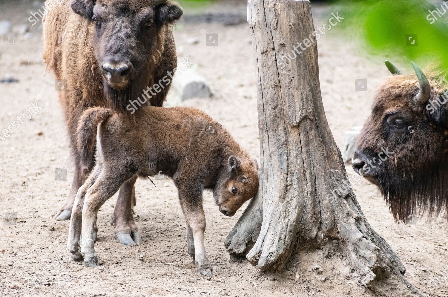 Oneweekold European Bison Calf Seen His Editorial Stock Photo - Stock ...