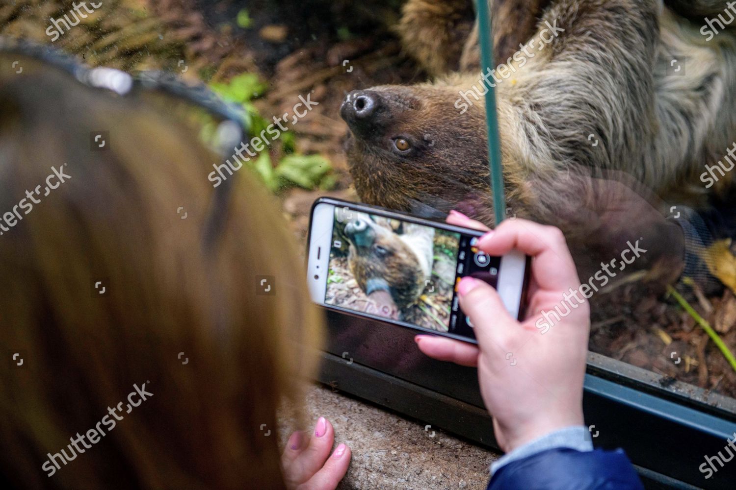 View Twotoed Sloth Choloepus Didactylus Enclosure Editorial Stock Photo ...