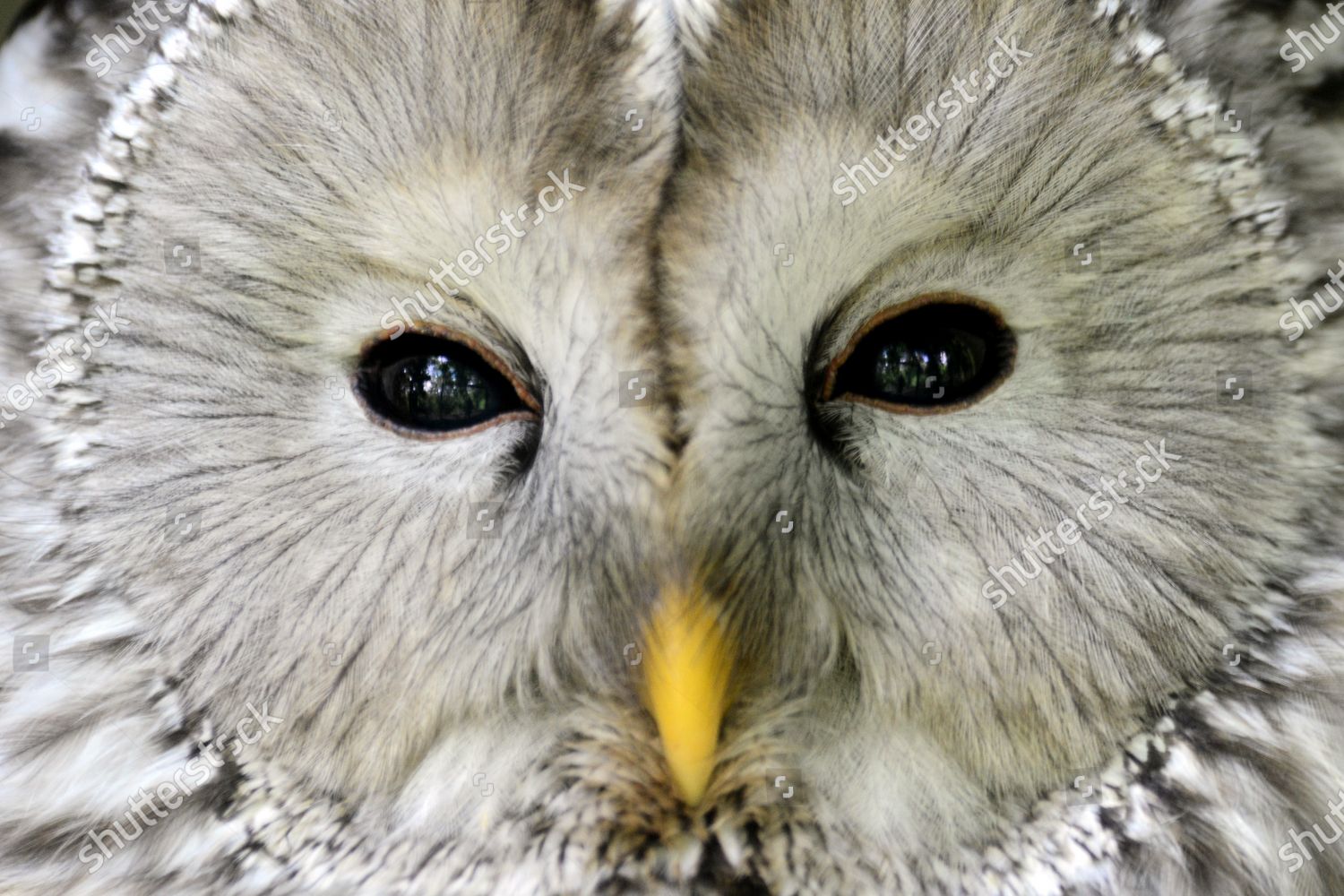 Ural Owl Usti Nad Labem Zoo Editorial Stock Photo - Stock Image ...