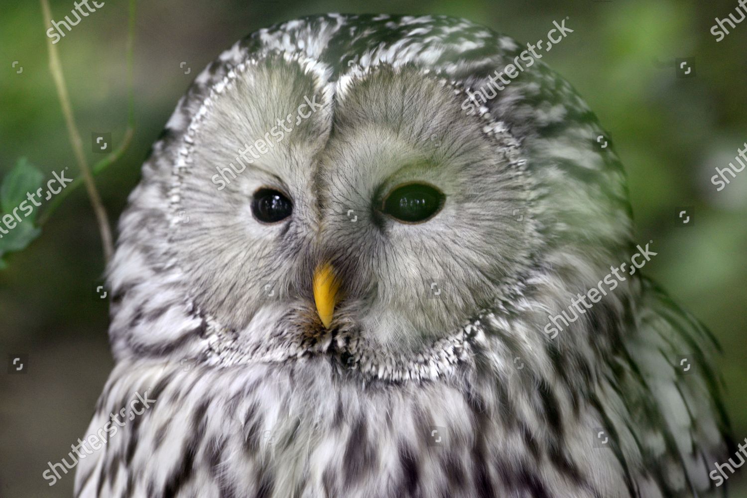Ural Owl Usti Nad Labem Zoo Editorial Stock Photo - Stock Image ...
