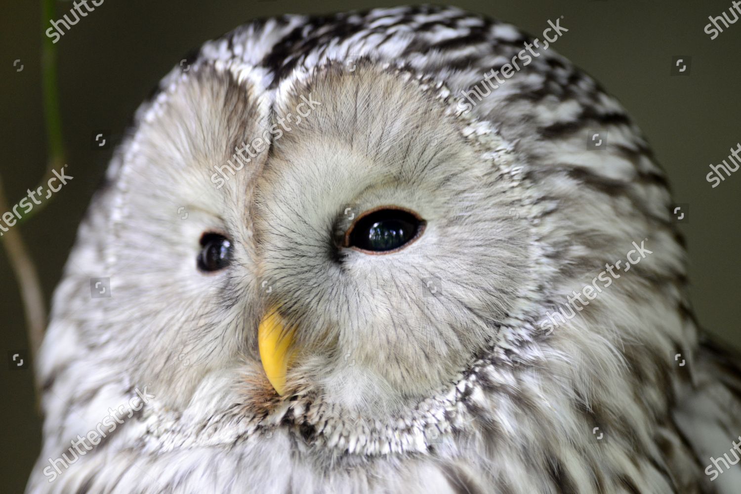 Ural Owl Usti Nad Labem Zoo Editorial Stock Photo - Stock Image ...
