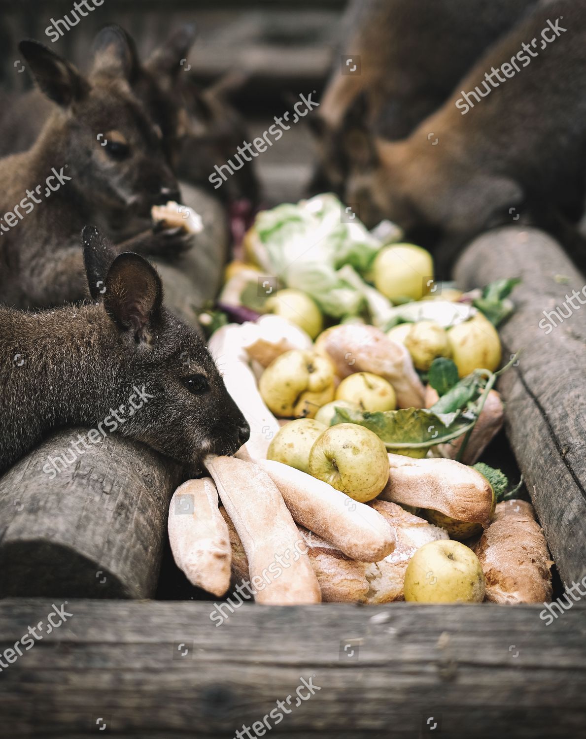 Kangaroos Eat Food Langhe Safari Park Editorial Stock Photo - Stock ...