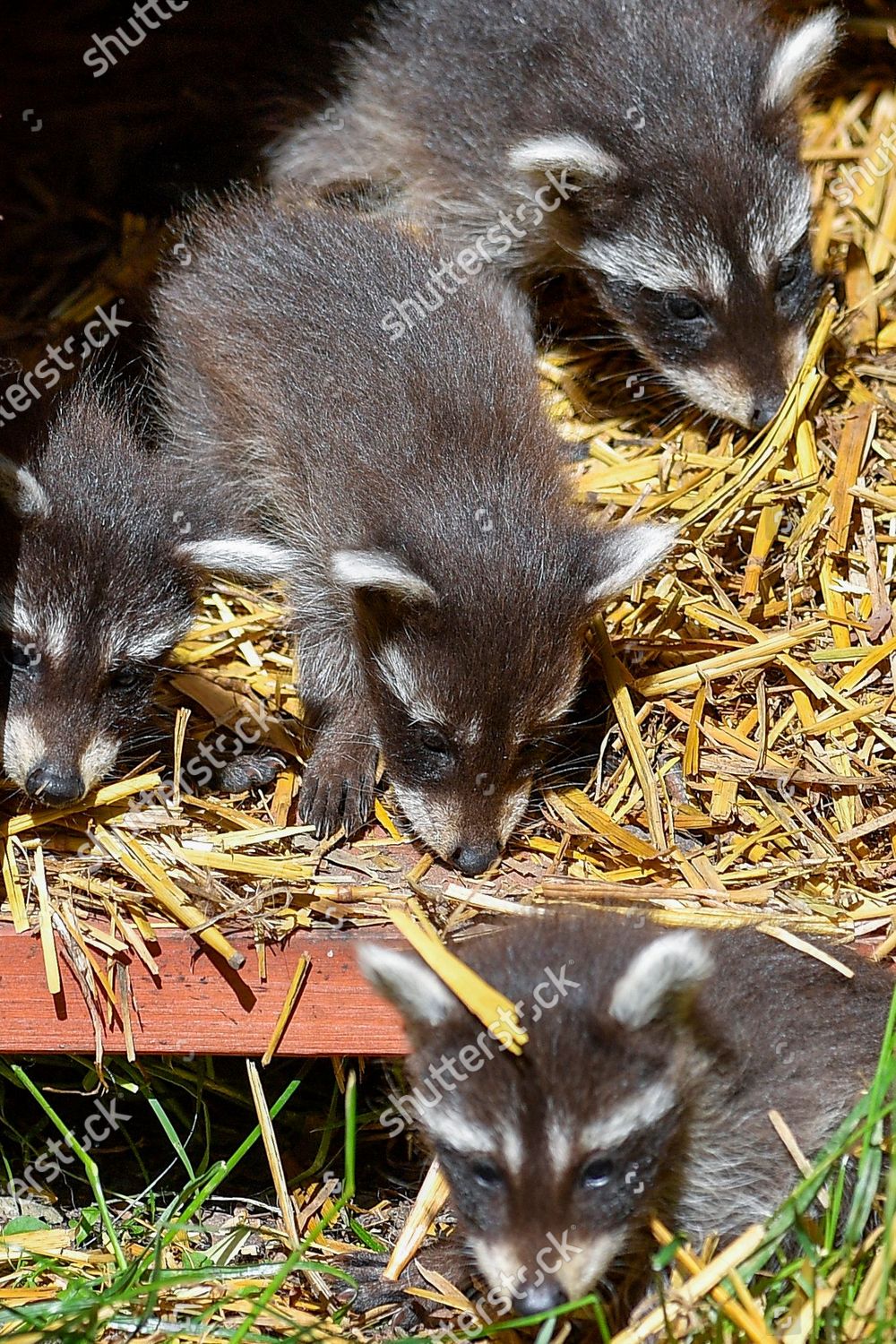 Twomonthold Raccoons Seen Inside Their Enclosure Editorial Stock Photo ...