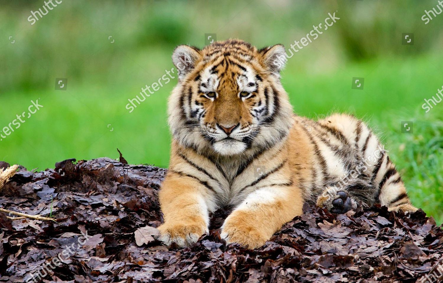 LAZY DAYS TIGER TAKING EASY LONGLEAT Editorial Stock Photo - Stock ...