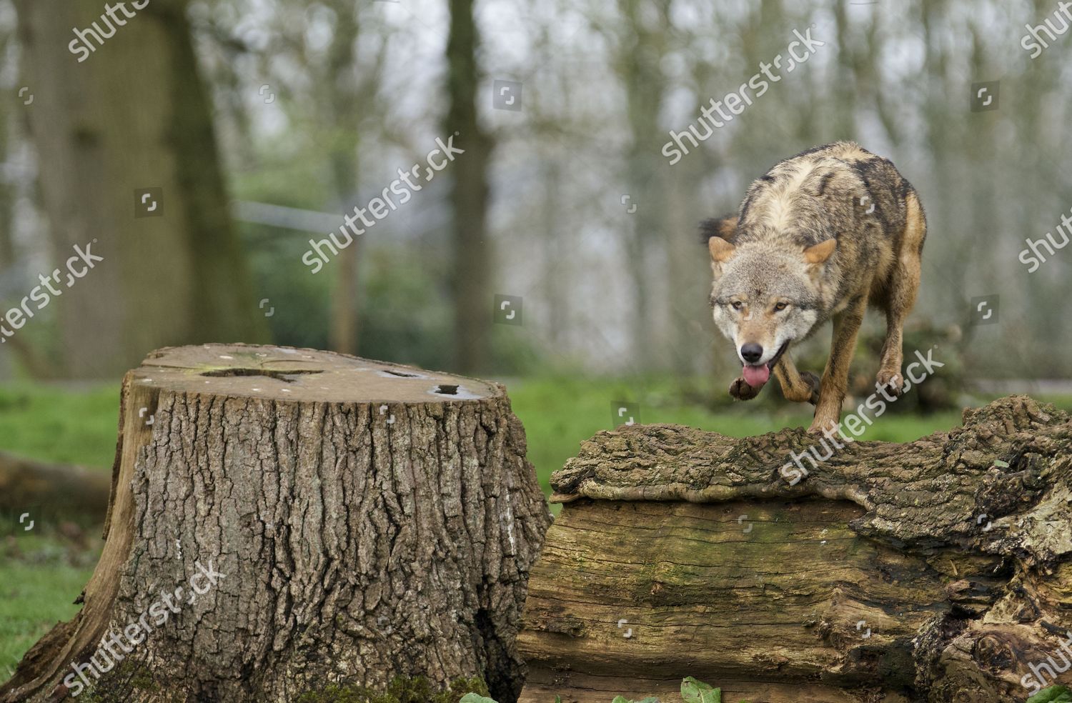 Wolf Stalks Camera Longleat Safari Park Editorial Stock Photo - Stock ...