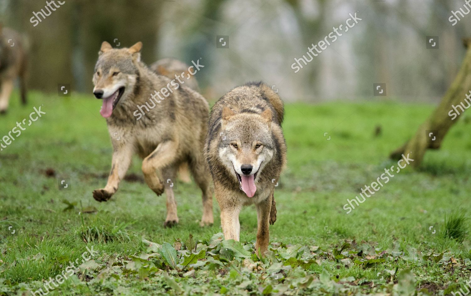 Wolves Their Enclosure Longleat Safari Park Editorial Stock Photo ...