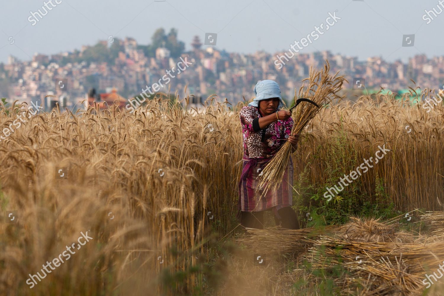 Woman Harvests Wheat Paddy Field During Editorial Stock Photo - Stock ...