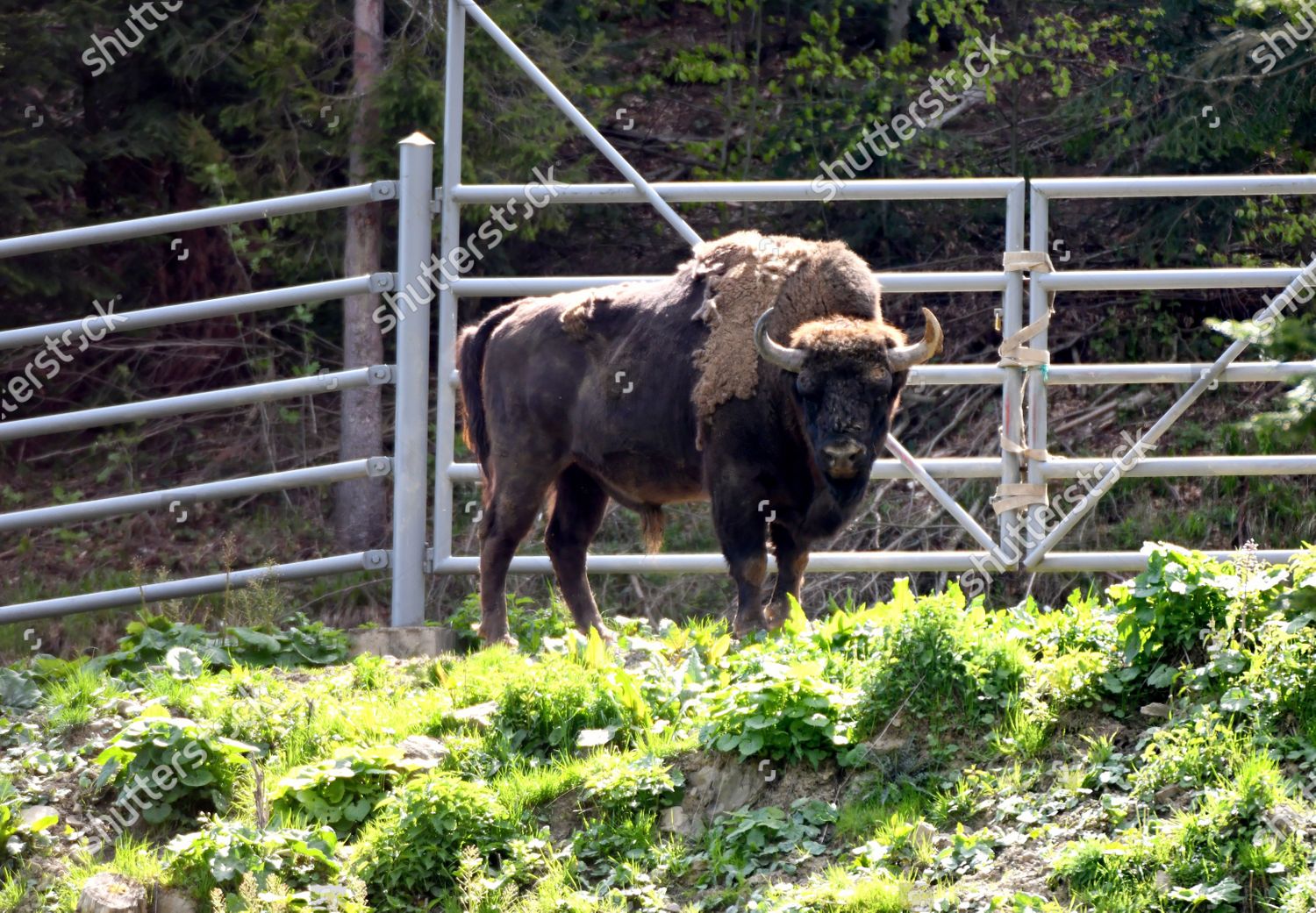 European Bison Bisons Farm Muczne Southeastern Editorial Stock Photo ...