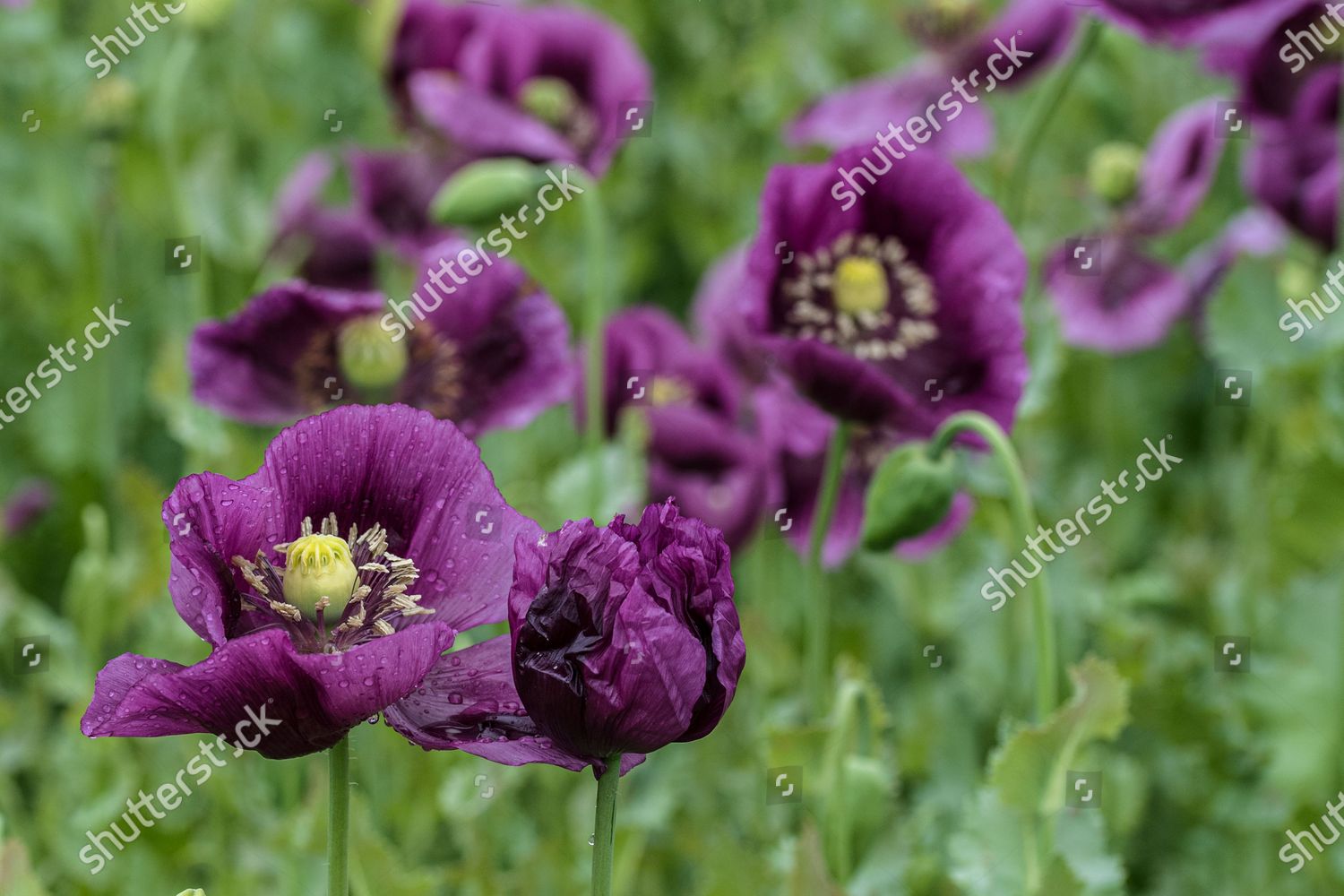Blooming Purple Opium Poppies Papaver Somniferum Editorial Stock Photo ...