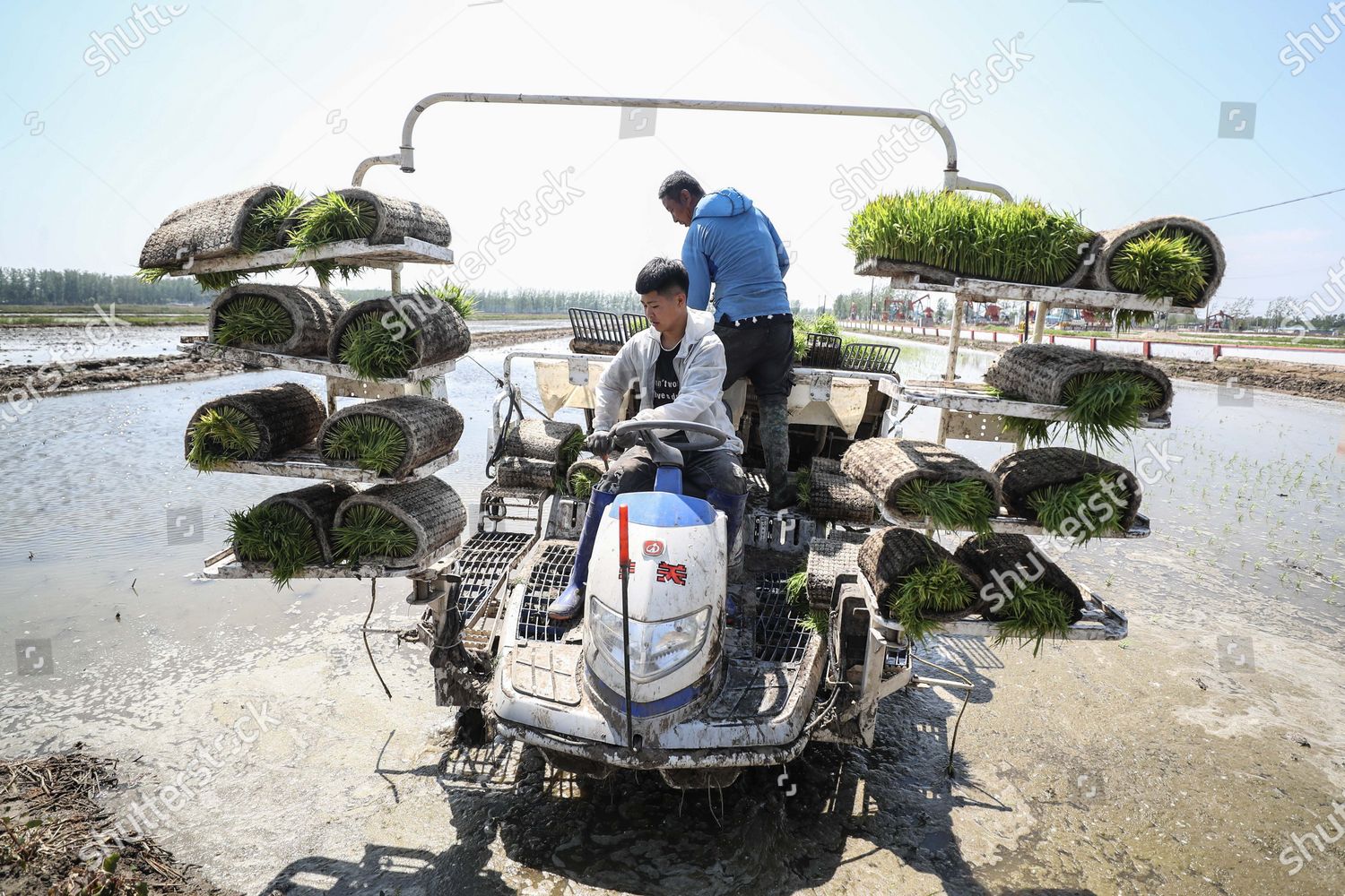 Farmers Operate Rice Transplanter Plant Rice Editorial Stock Photo ...