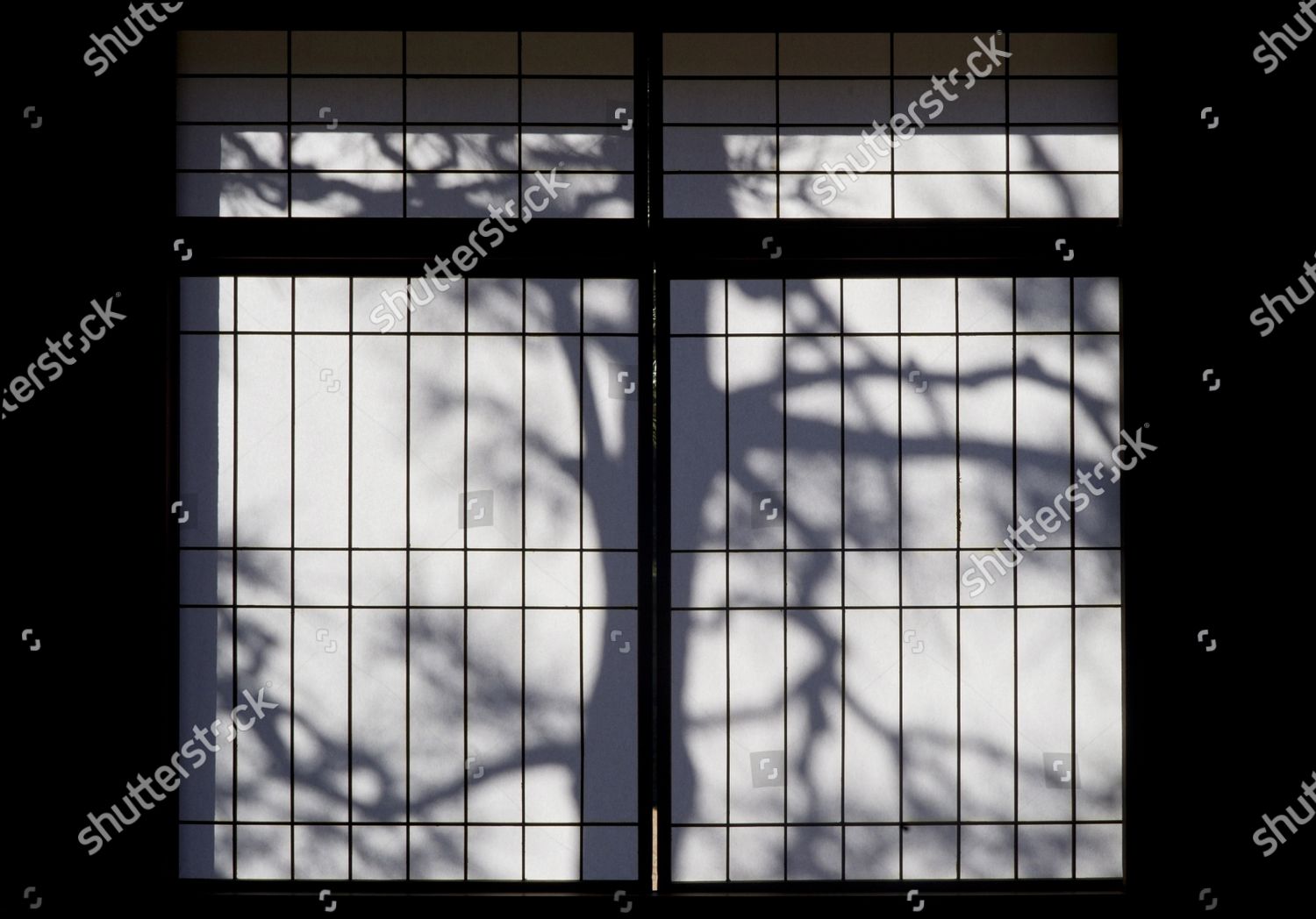 Pine Tree Casts Black Silhouette Onto Editorial Stock Photo - Stock ...