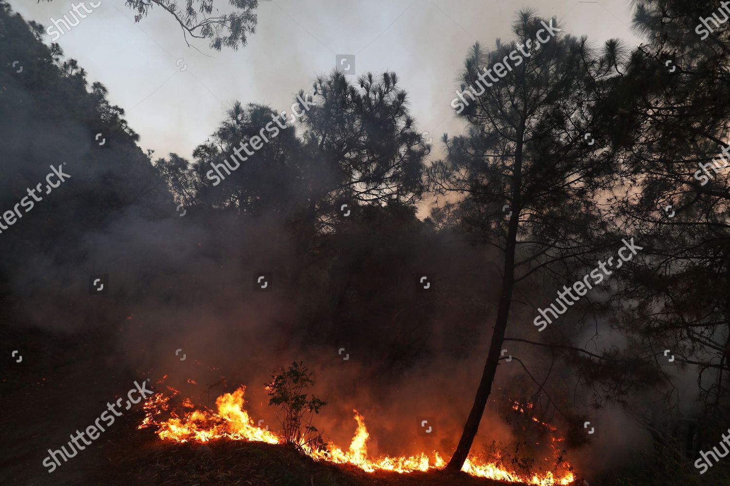 Vegetation Burns Due Forest Fire Upperli Editorial Stock Photo - Stock ...