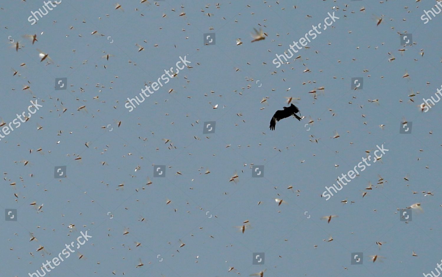 Eagle Flies Through Swarm Locusts Around Editorial Stock Photo - Stock ...