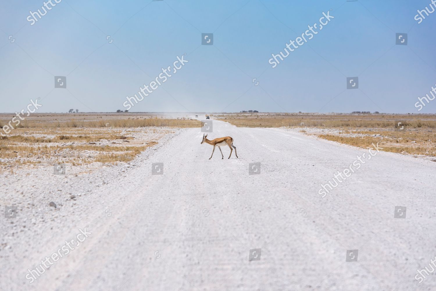 Springbok Crossing Road Etosha National Park Editorial Stock Photo ...