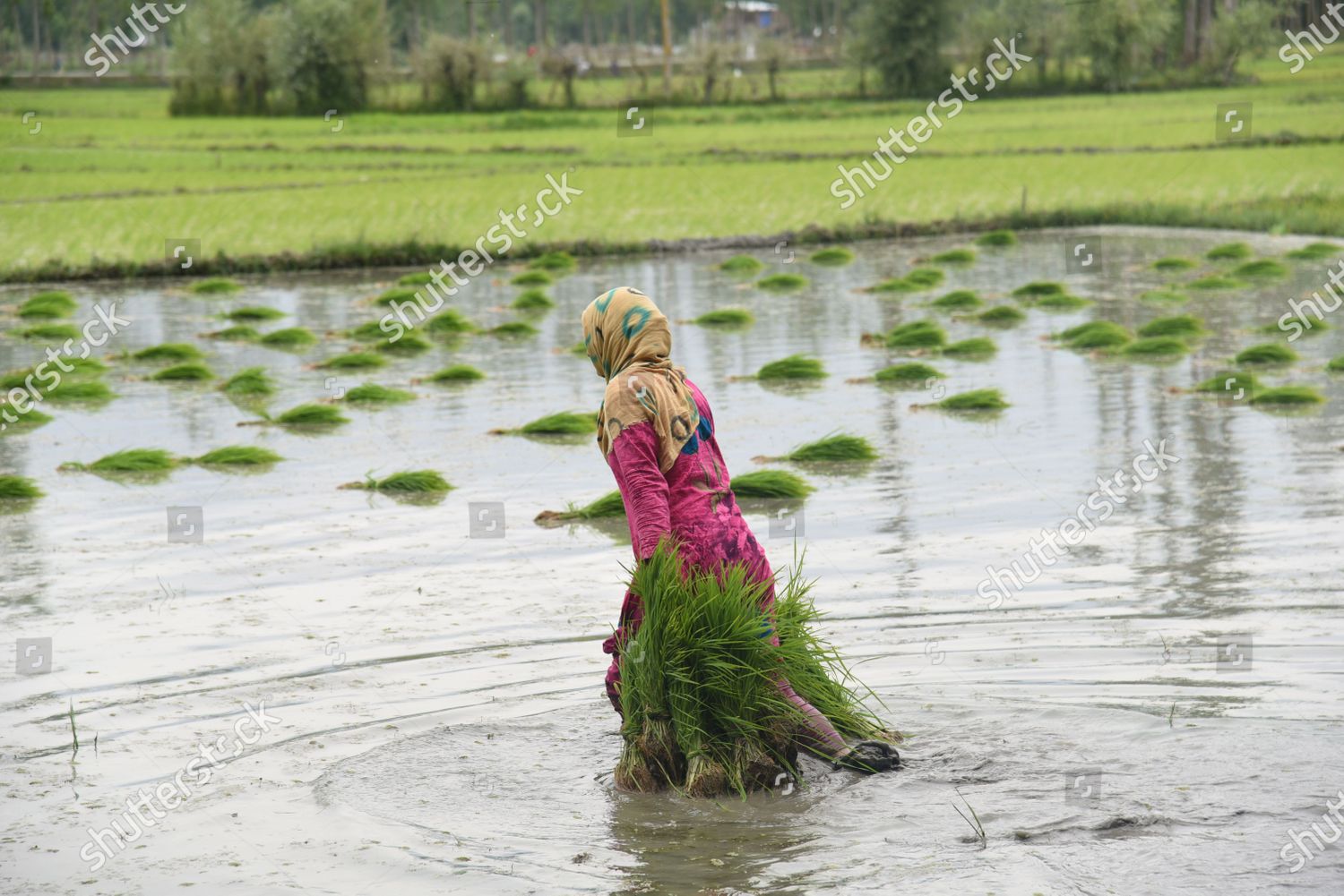 Farmer Carrying Rice Seedlings Transplantation Field Editorial Stock ...