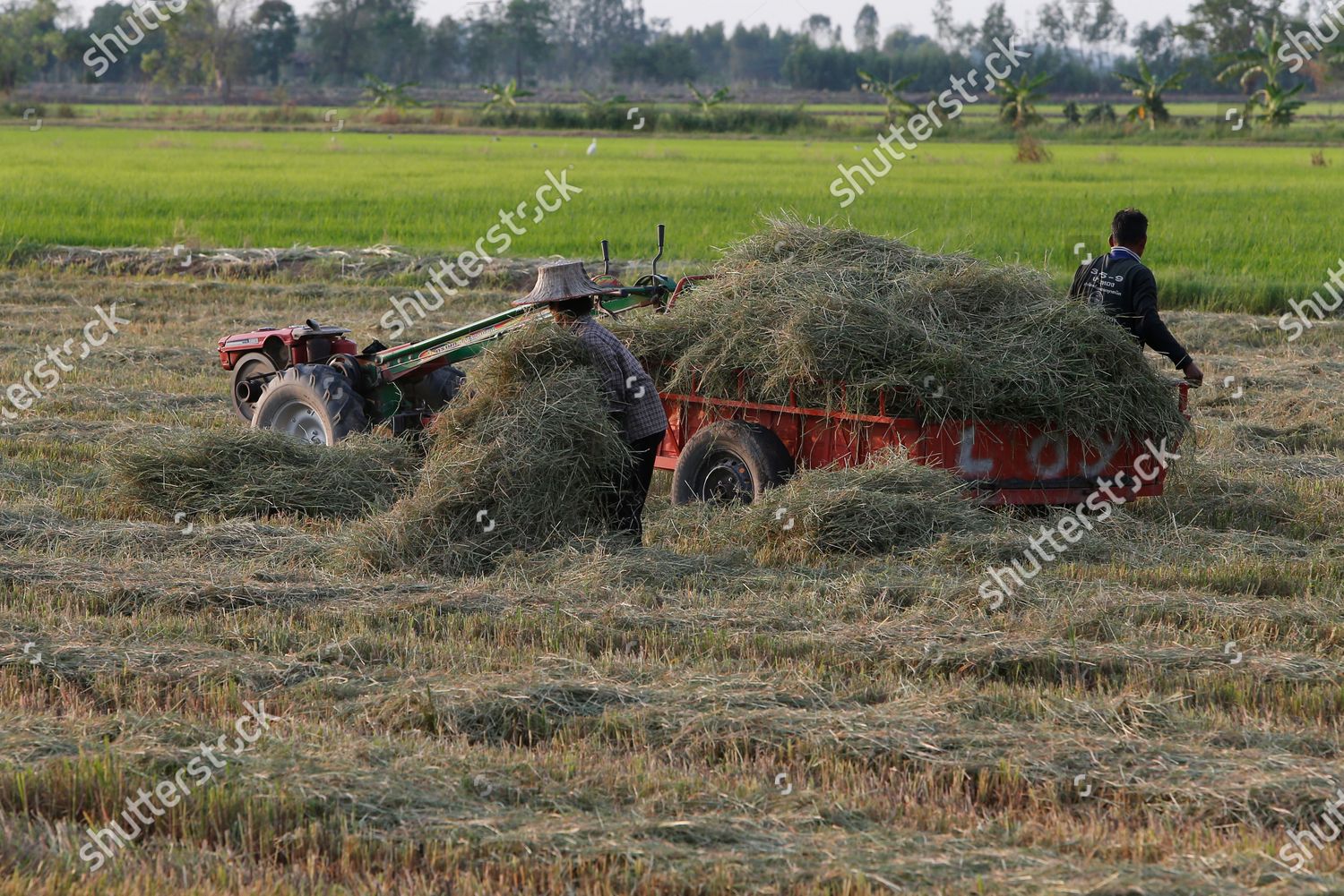 Thai Farmer Loads Straw Onto Motorized Editorial Stock Photo - Stock ...