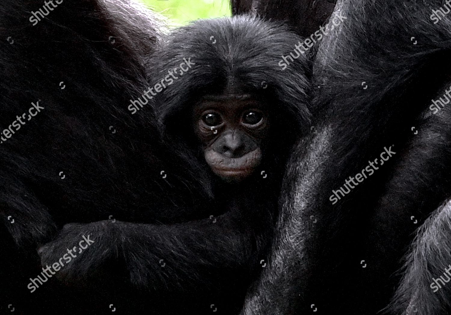Newborn Bonobo Baby Clings Mother Enclosure Editorial Stock Photo ...