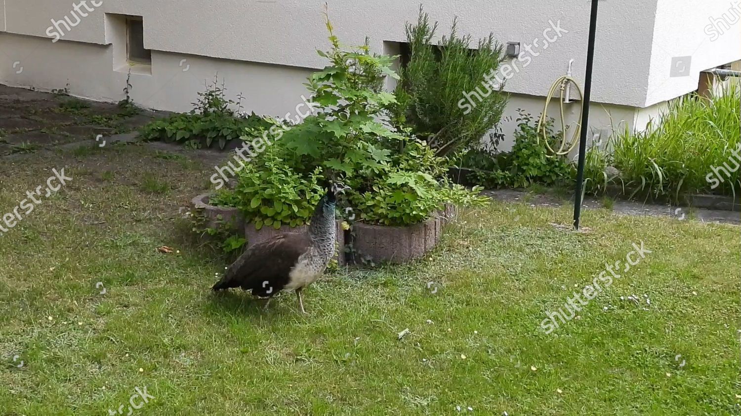 Sick Peacock Had Be Saved Tree Editorial Stock Photo - Stock Image ...