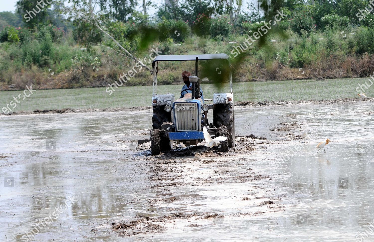 Farmer Uses His Tractor Plough Rice Editorial Stock Photo - Stock Image ...