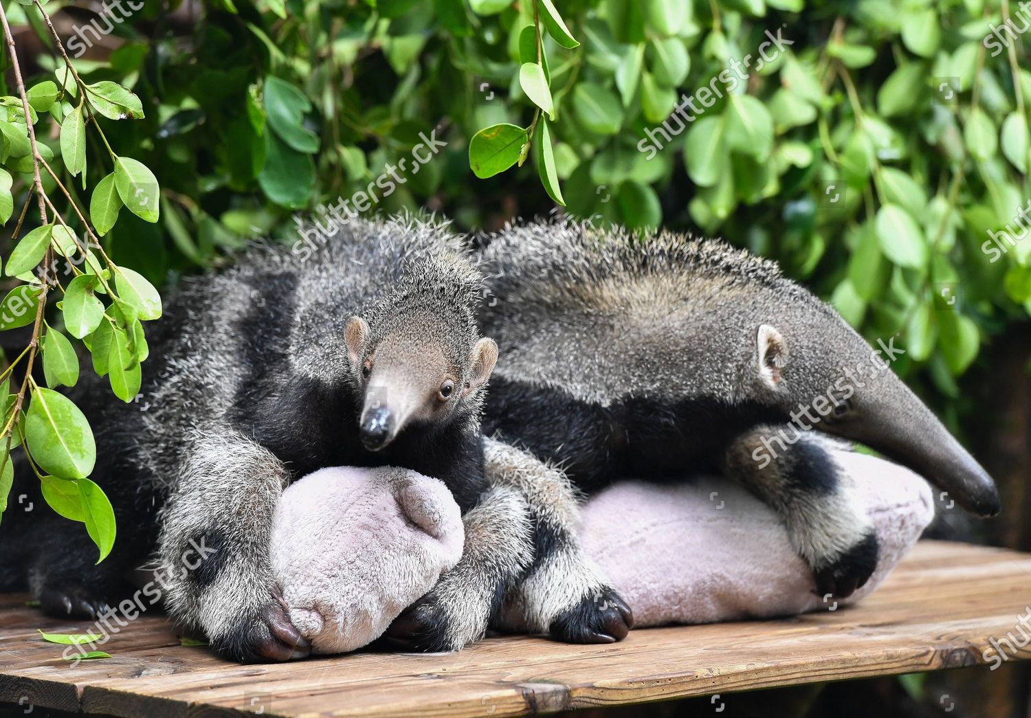 Pigeon Pair Anteater Cubs Seen Chimelong Editorial Stock Photo - Stock ...