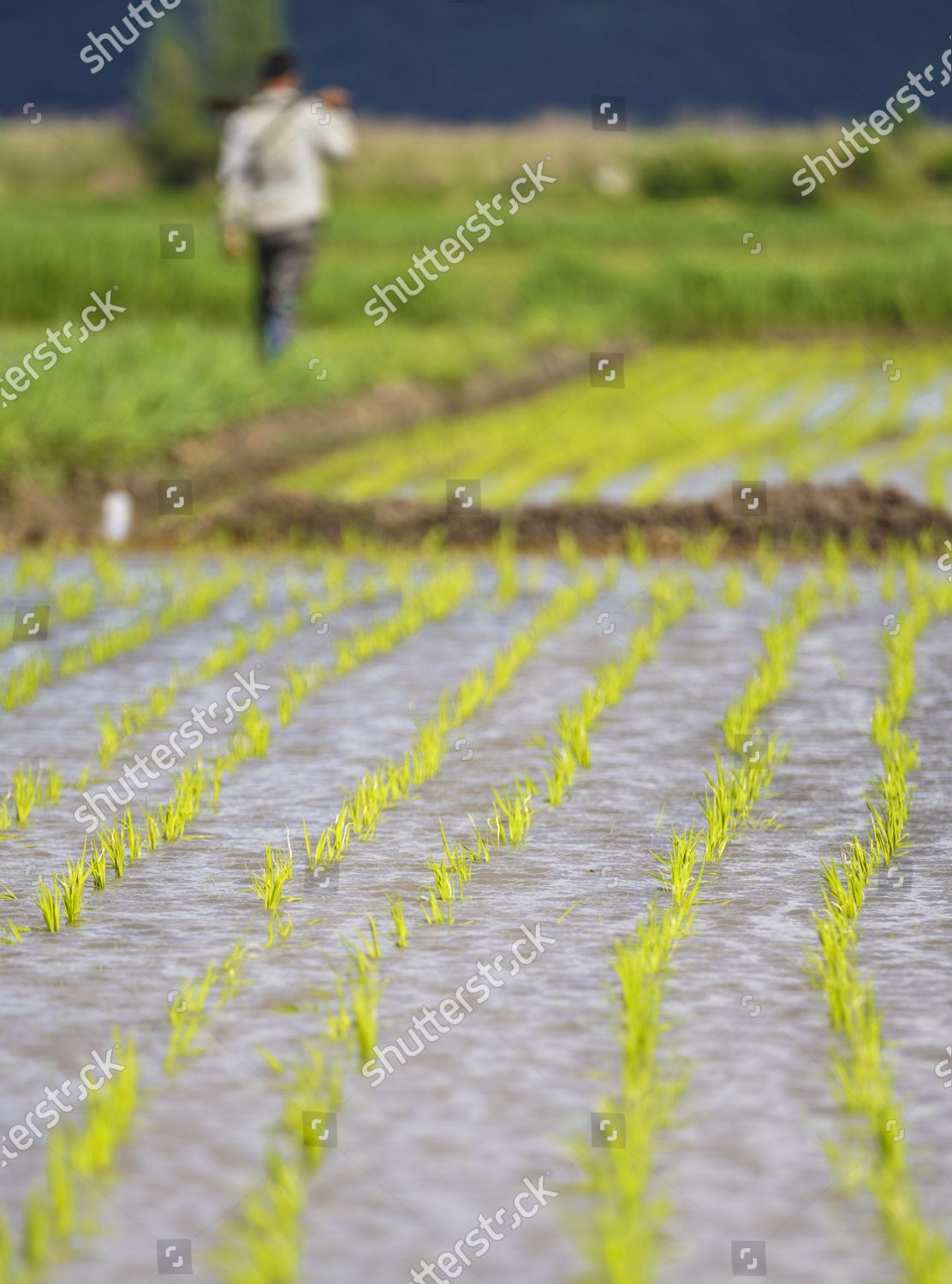 Villager Walks Rice Field Guangdong Village Editorial Stock Photo ...