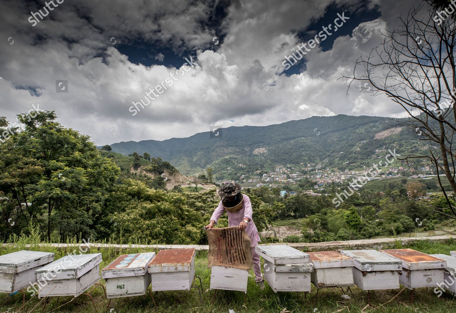 Nepalese Bee Keeper Sambhu Bahadur Karki Editorial Stock Photo - Stock ...