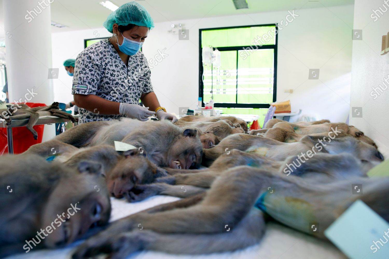 Thai Veterinarian Injects Medicine Unconscious Monkeys Editorial Stock ...
