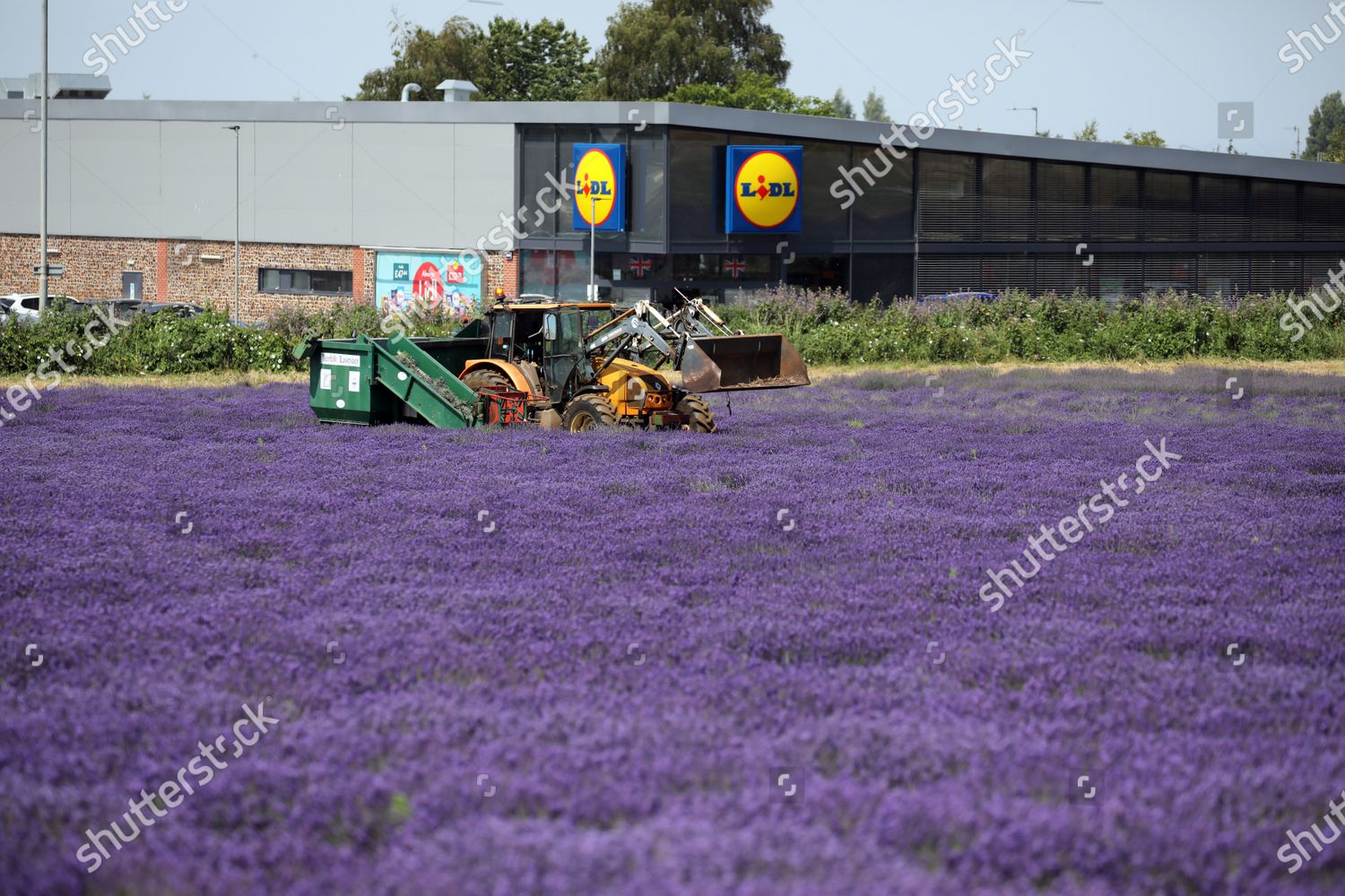 Lidl Supermarket Seen Background Harvesting Underway Editorial Stock ...
