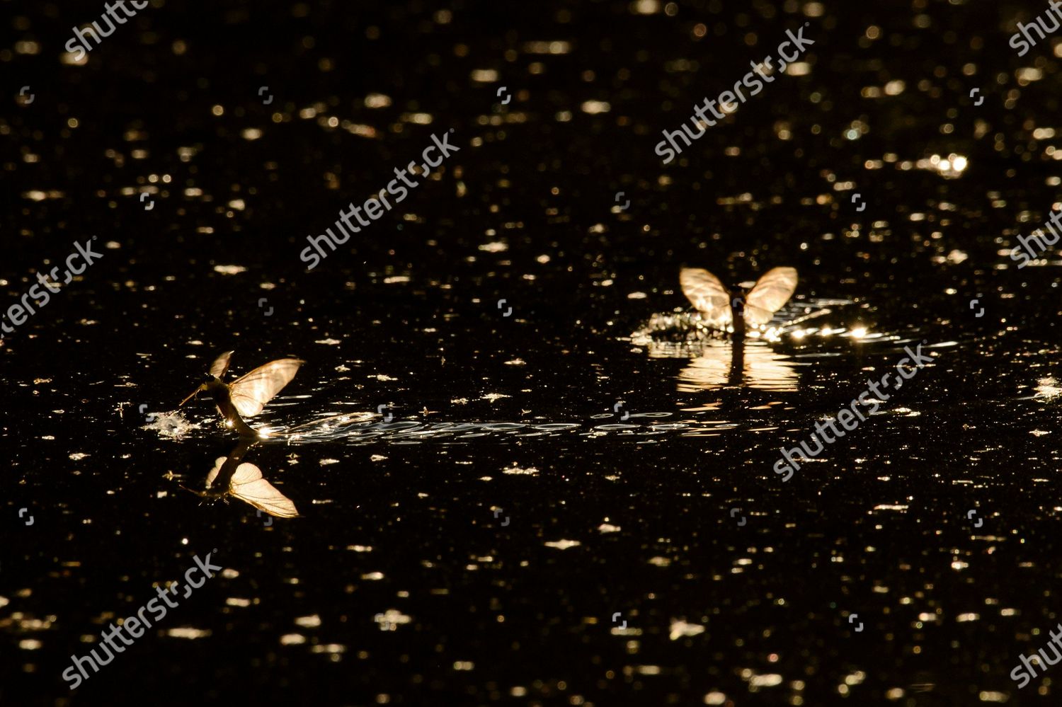 Mayflies Palingenia Longicauda Ephemera Float On Editorial Stock Photo ...
