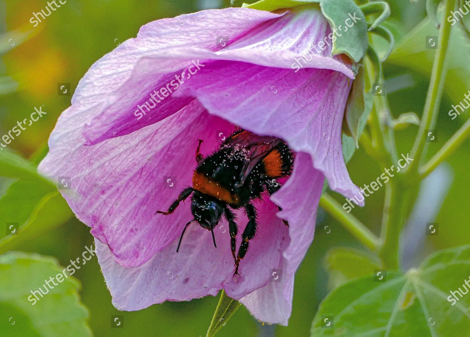 Paris Pollinating Insects Hymenoptera Bees Wasps Editorial Stock Photo ...