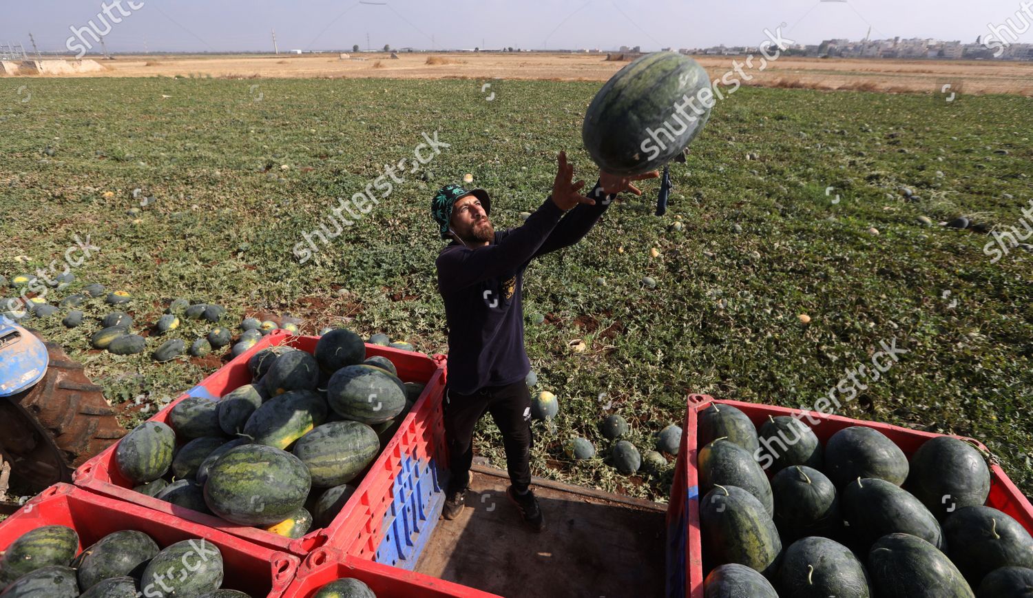 Palestinian Farmer Arranges Watermelons After Harvesting Editorial ...