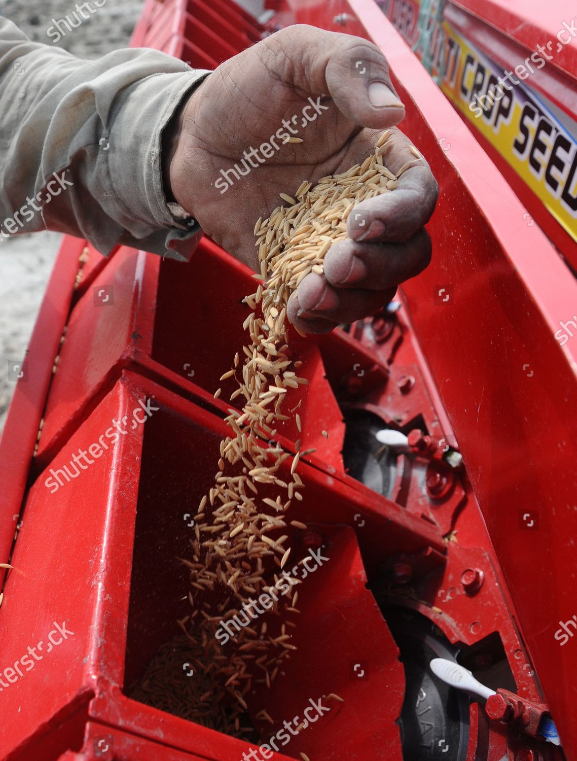 Farmer Fills Paddy Seeds Dsr Multi Editorial Stock Photo - Stock Image ...