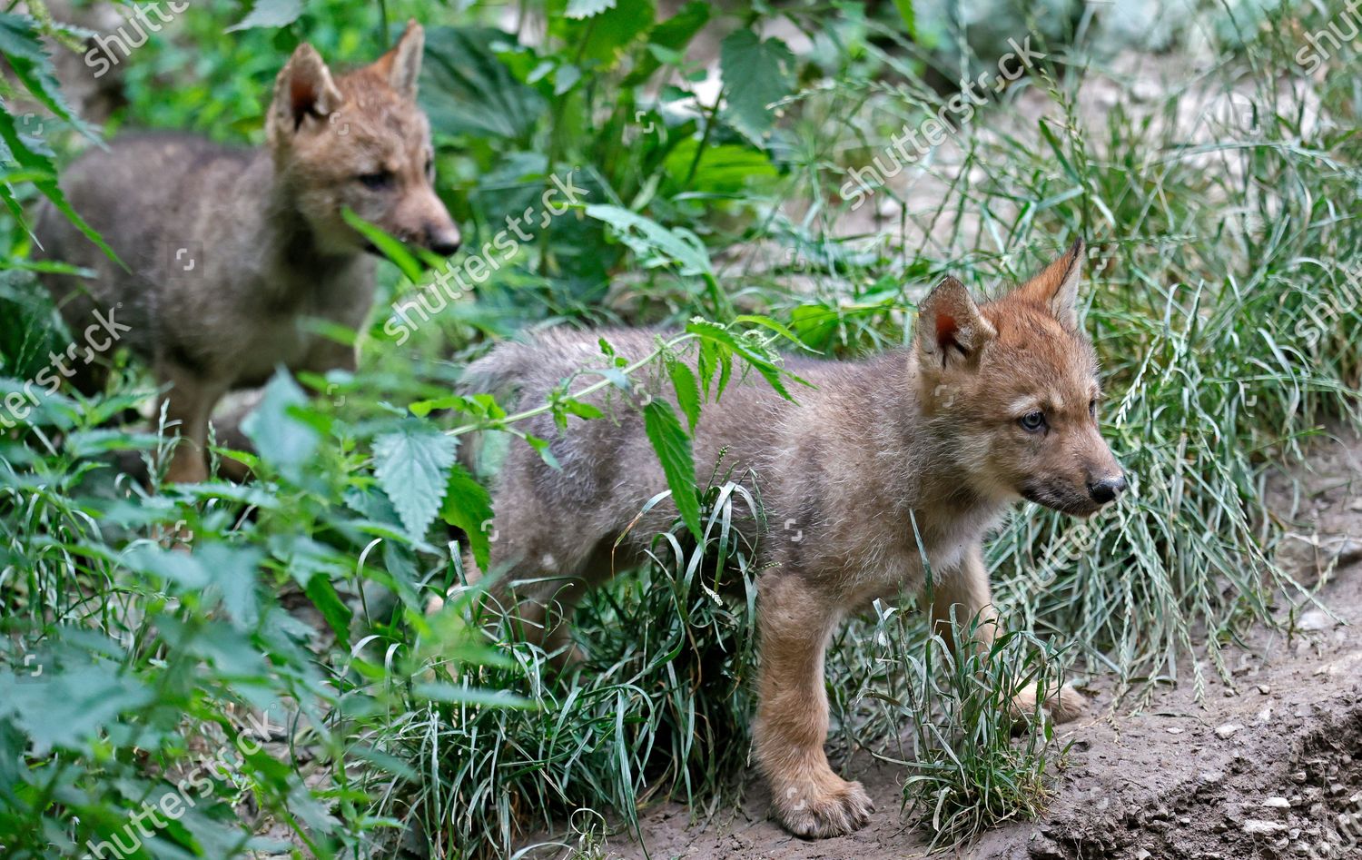 Two Timber Wolf Puppies Canis Lupus Editorial Stock Photo - Stock Image ...