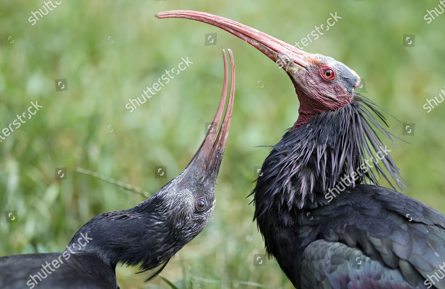 Two Hermit Ibis Geronticus Eremita React Editorial Stock Photo - Stock ...