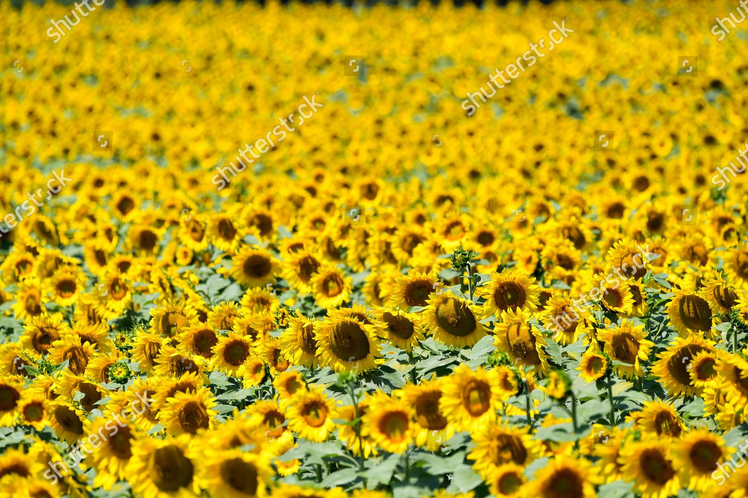 View Sunflowers Bloom Field Ovce Pole Editorial Stock Photo - Stock ...
