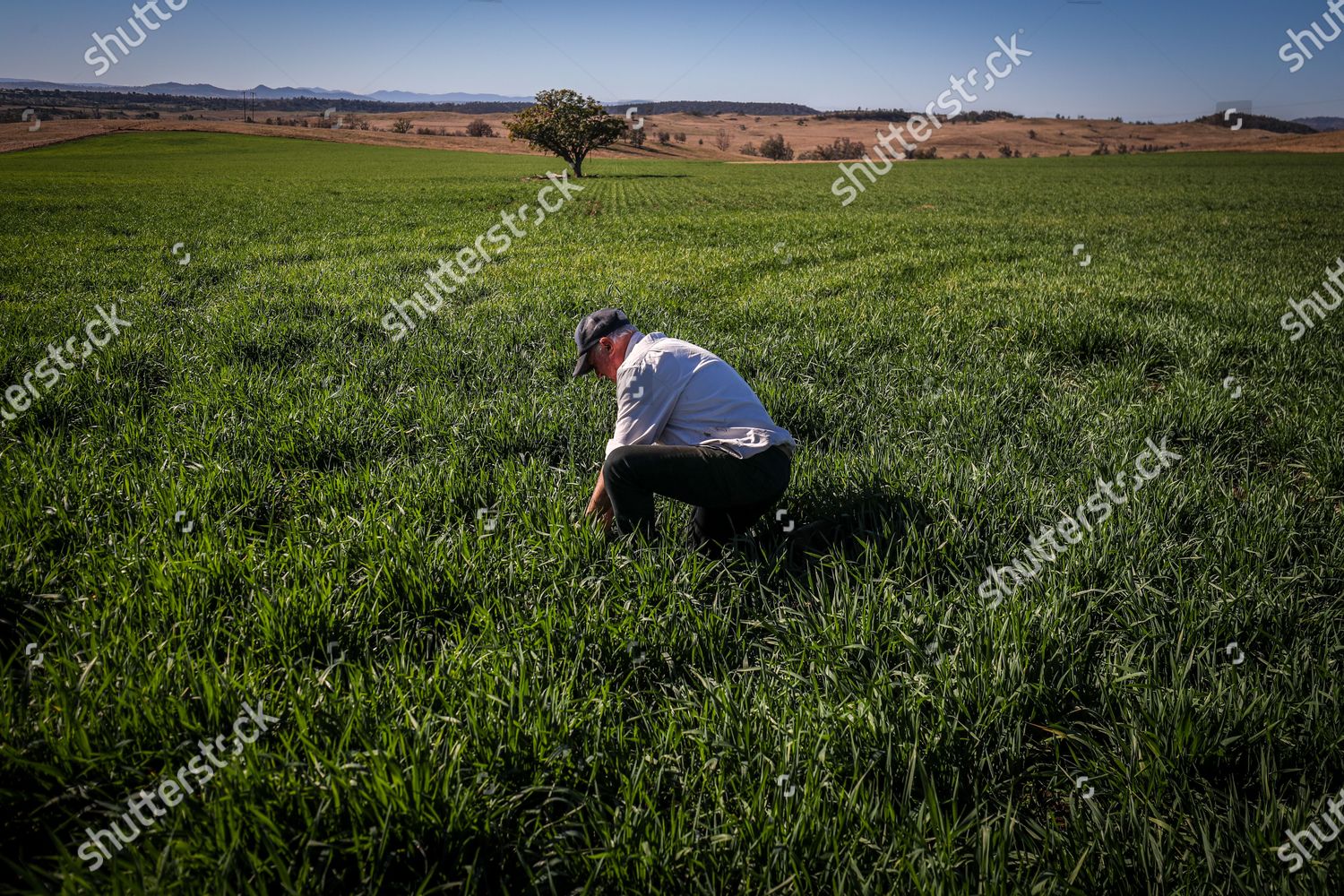Farmer Checks His Crop Wheat Paddock Editorial Stock Photo - Stock ...