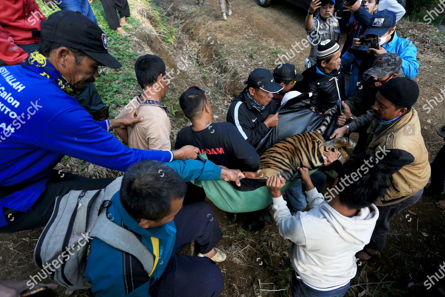 Some People Evacuated 1yearold Sumatran Tiger Editorial Stock Photo ...