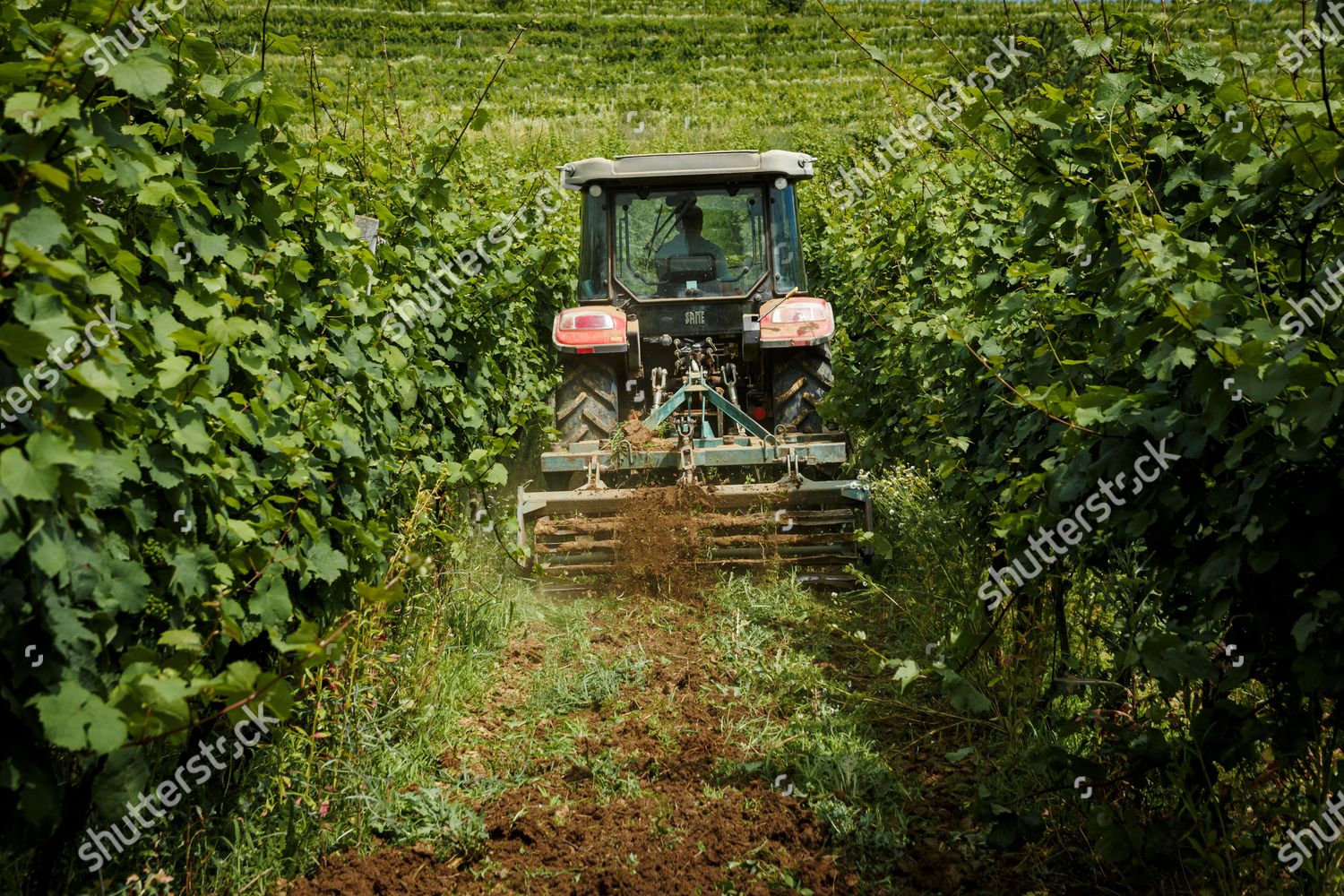 Tractor Moves Between Rows Grapevines Vineyard Editorial Stock Photo ...