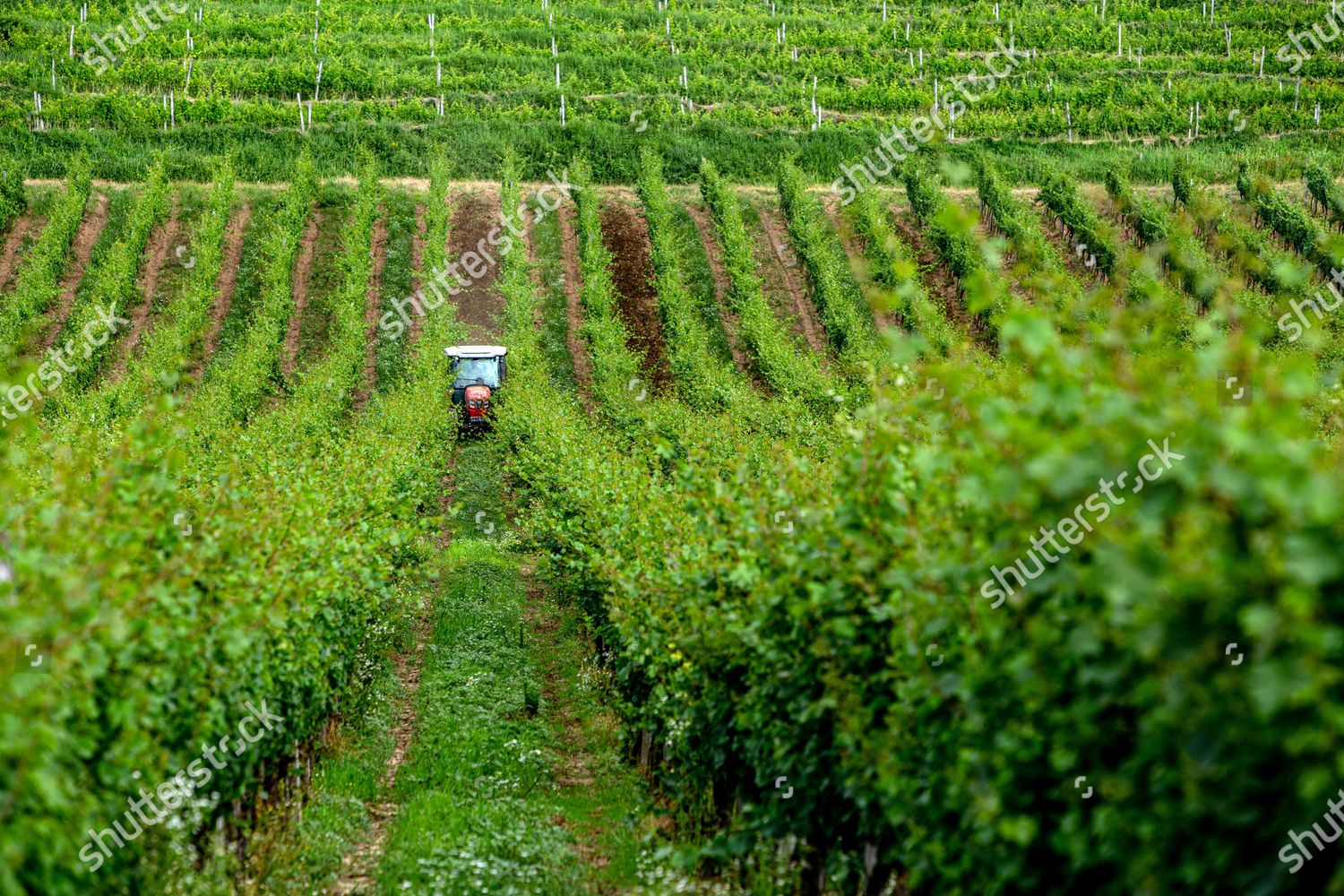 Tractor Moves Between Rows Grapevines Vineyard Editorial Stock Photo ...