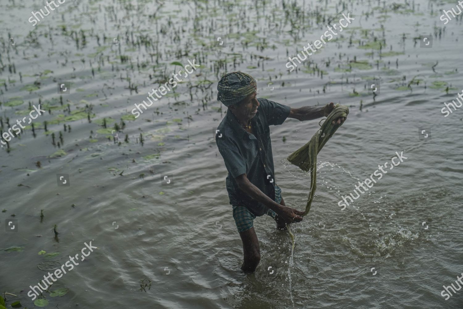 Bangladeshi Farmers Seen Washing Jute Water Editorial Stock Photo - Stock Image | Shutterstock