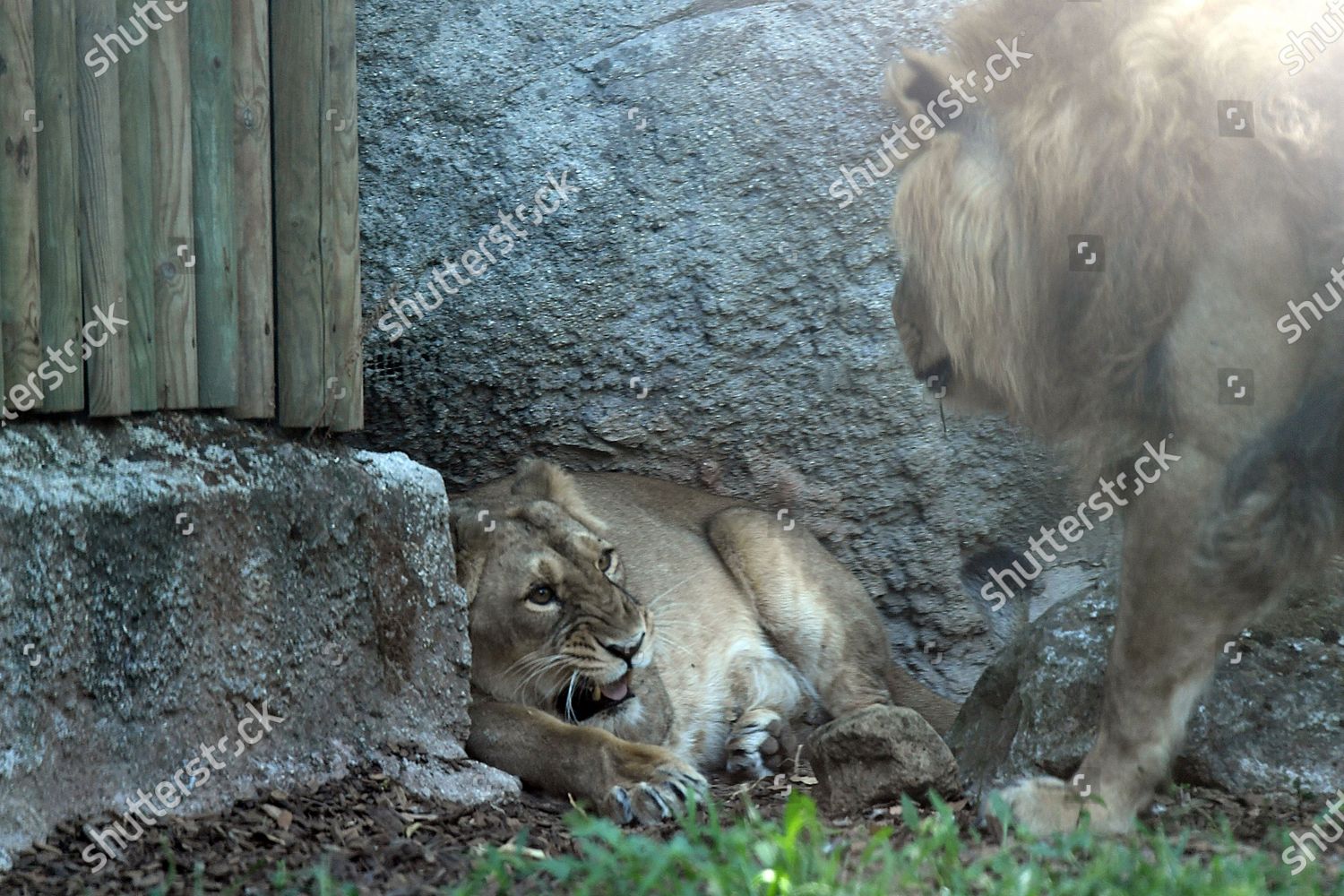 Lion Lioness Parents New Born Asiatic Editorial Stock Photo - Stock ...