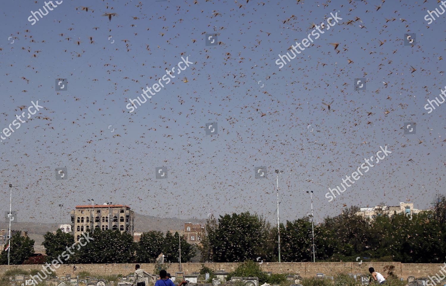 Swarm Desert Locusts Fly Air Sanaa Editorial Stock Photo - Stock Image ...