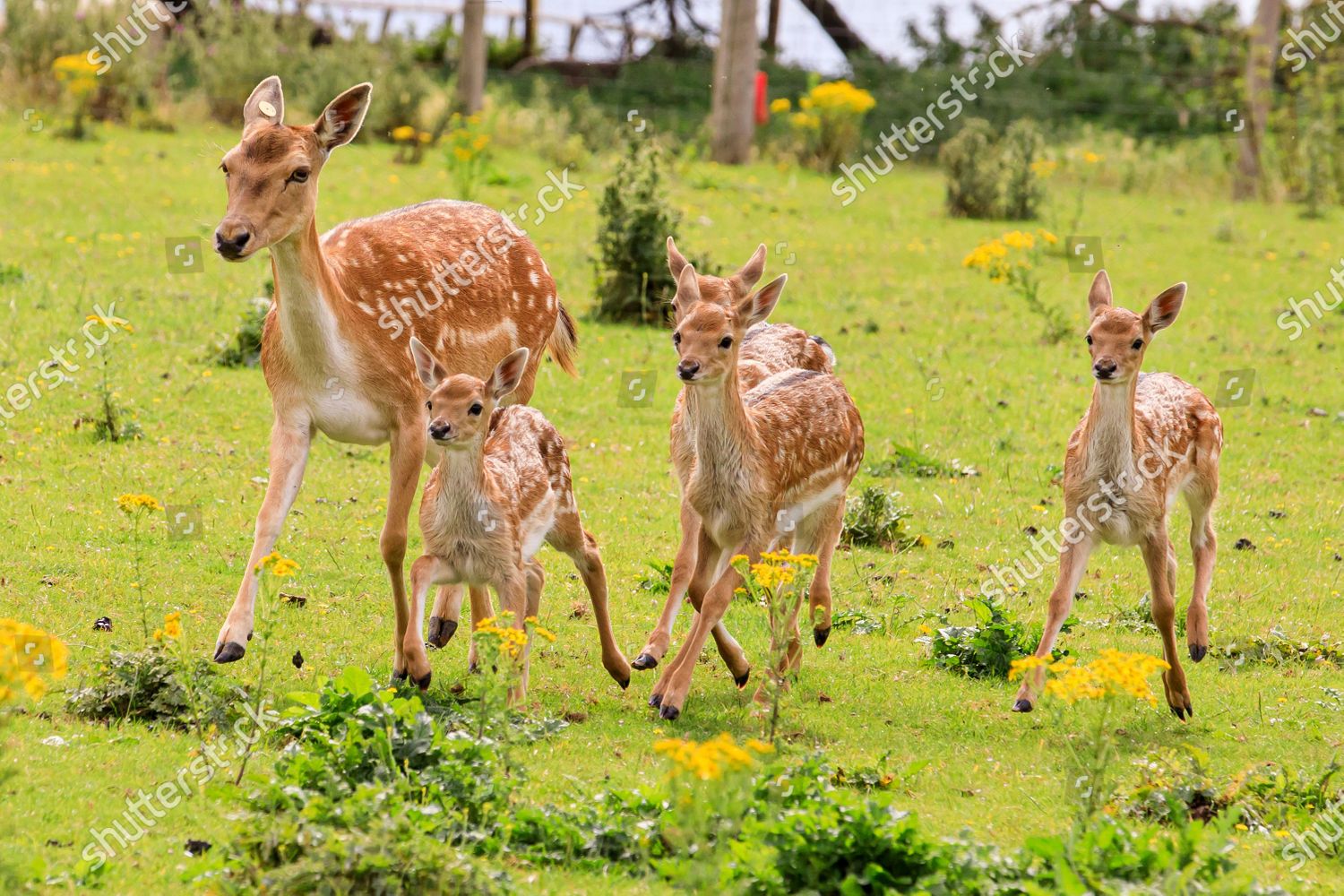 Five Cute Newborn Fawns Deer Enjoy Editorial Stock Photo - Stock Image ...
