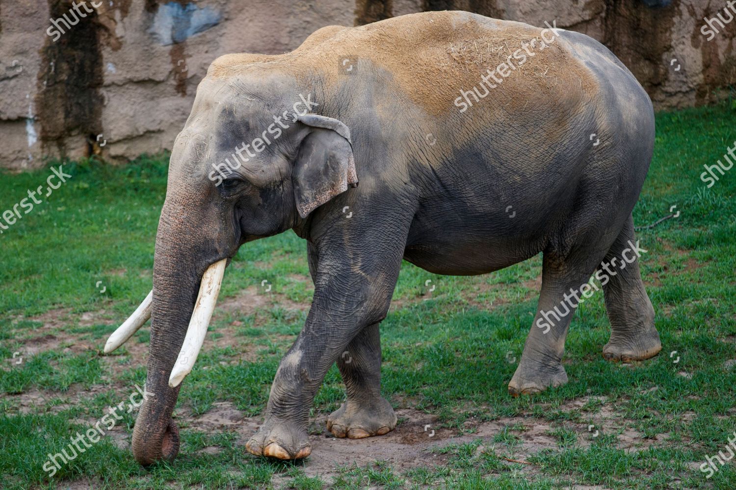 ASIAN ELEPHANT WALKS THROUGH ENCLOSURE SMITHSONIAN'S Editorial Stock ...